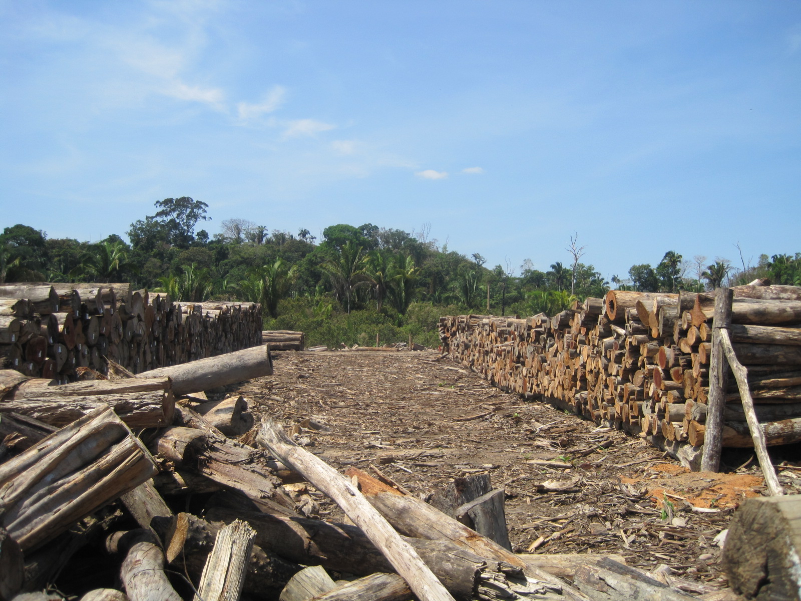 Camaru, Teak, Ipe from Brazil is available