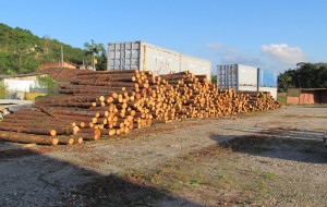 Timber and Lumber Export Offers – Gill Timbers International – Business ...