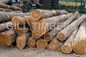 Timber and Lumber Export Offers – Gill Timbers International – Business ...