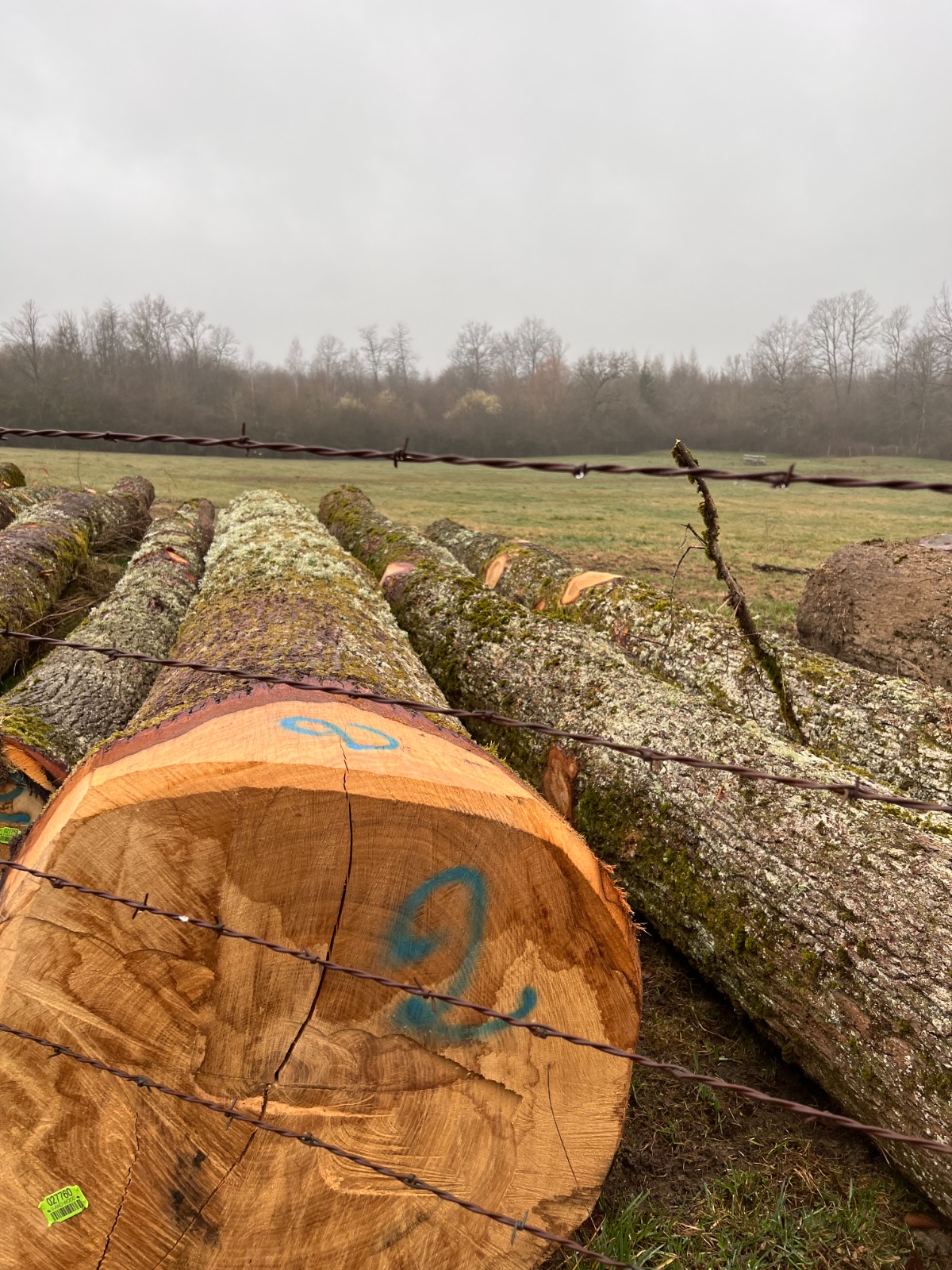 Gill Timbers Loading OAK LOGS