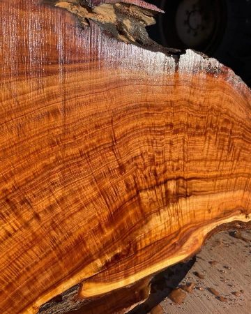 Mulga Wood- Hardwoods Australia