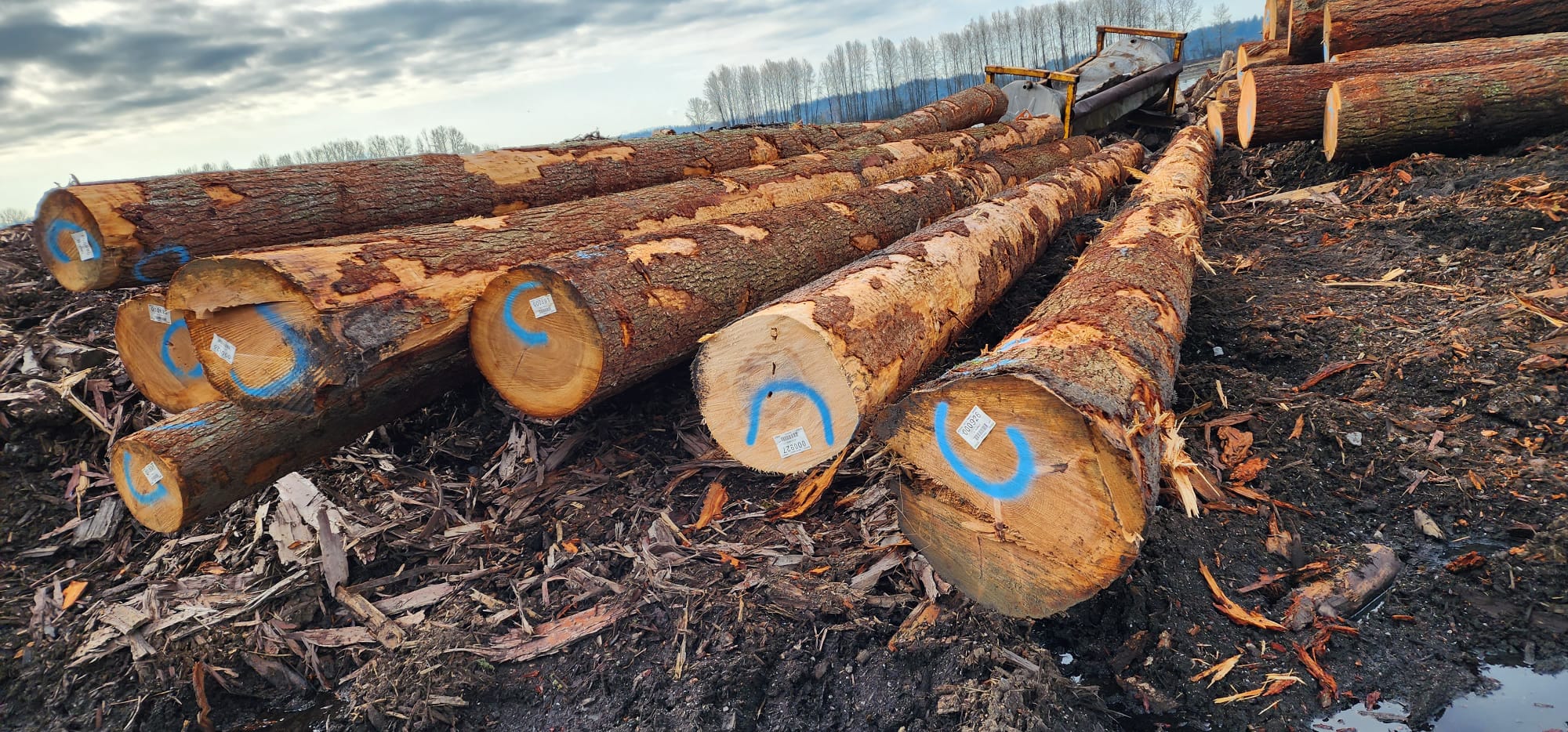 Douglas Fir Logs Exports