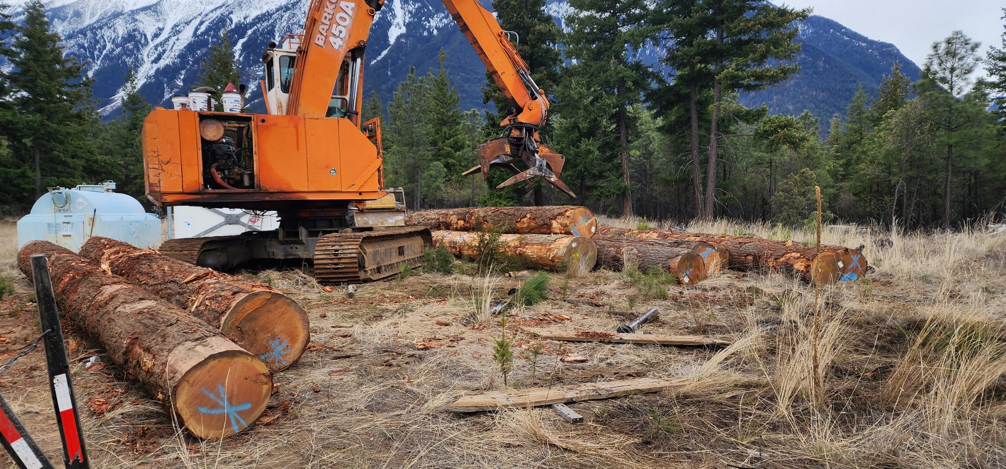 Douglas Fir Logs Exports