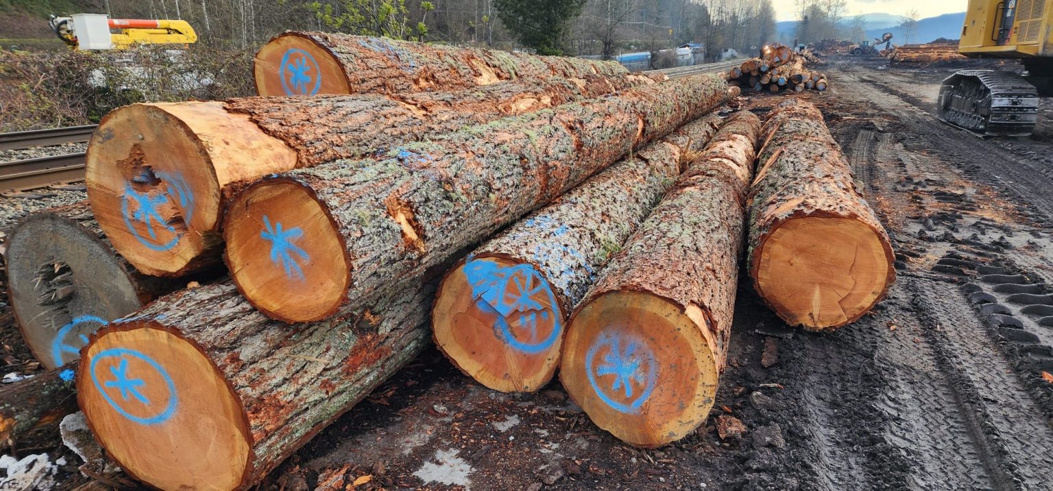 Douglas Fir Logs Exports