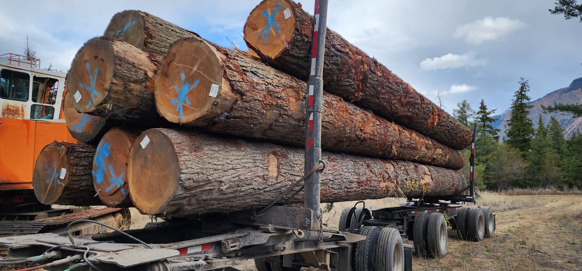 Douglas Fir Logs Exports